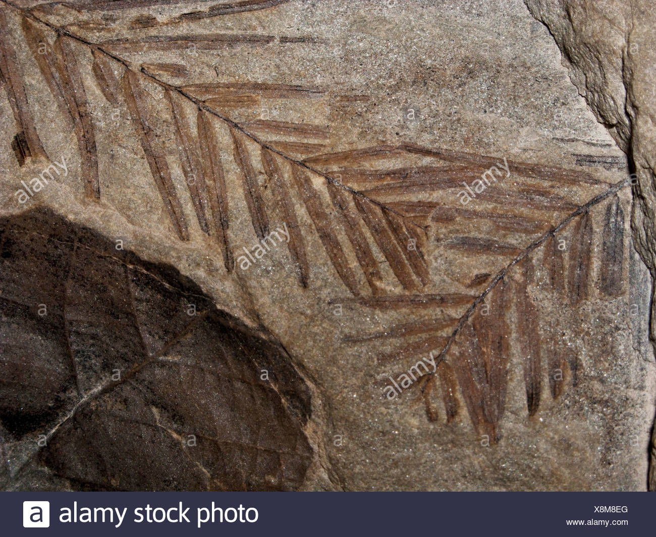 Fern Fossil Stock Photos & Fern Fossil Stock Images - Alamy
