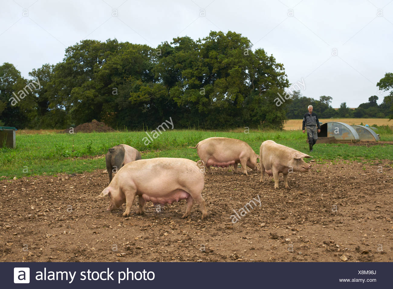 Free Range Pig Farming Stock Photos & Free Range Pig Farming Stock ...