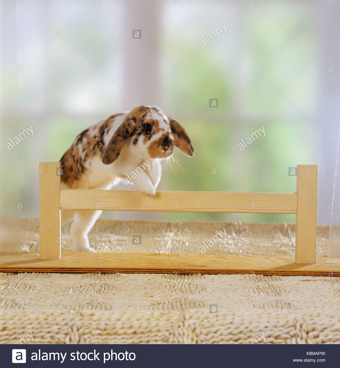 Bunnies Hopping High Resolution Stock Photography and Images - Alamy