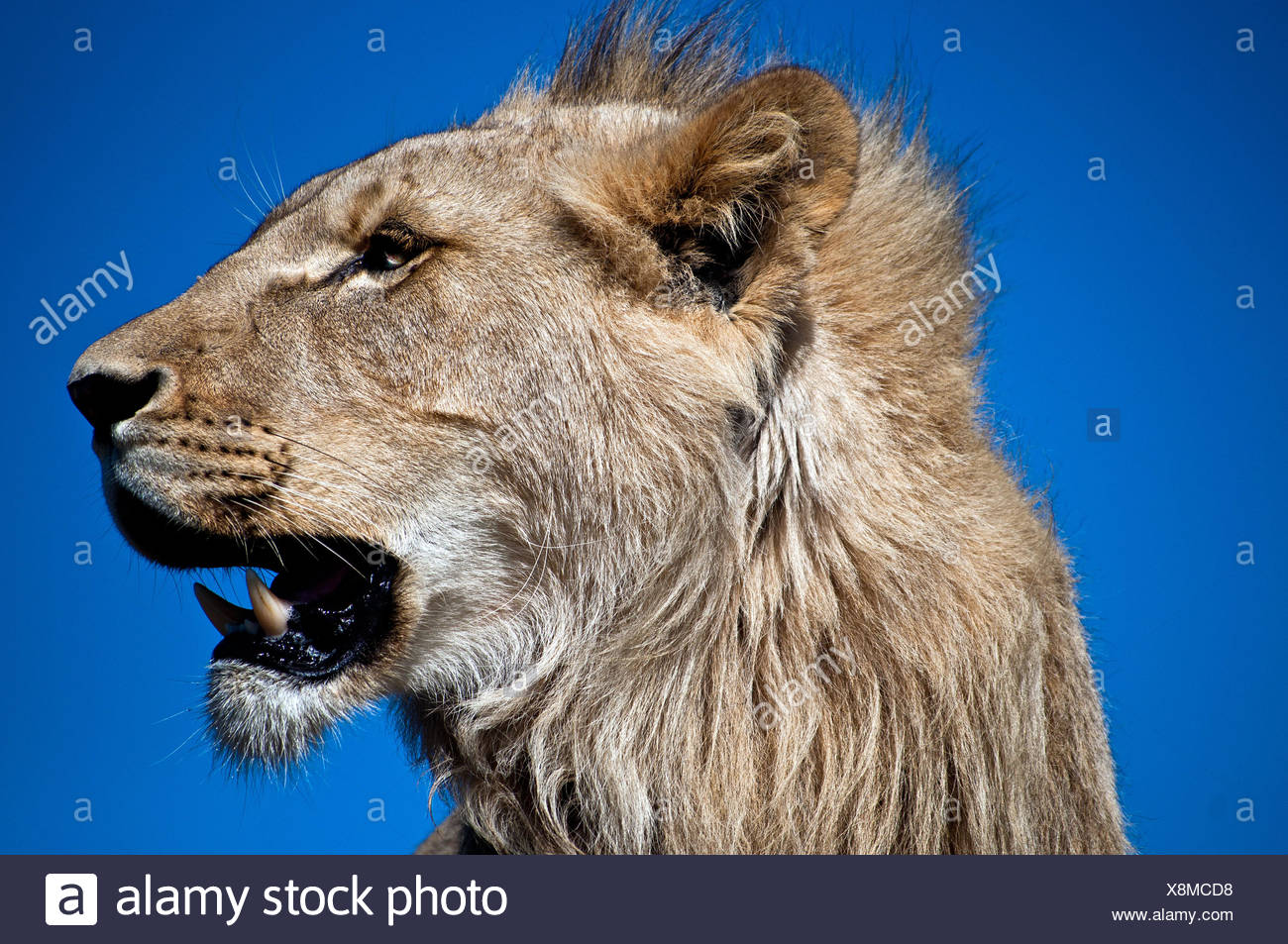 Lion Head Side Profile High Resolution Stock Photography and Images - Alamy