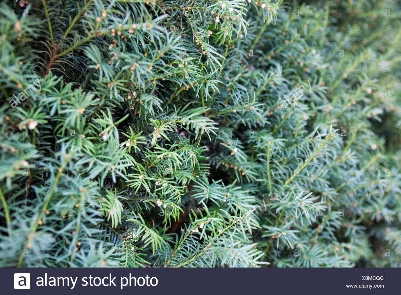 Evergreen Needle Like Leaves Stock Photos & Evergreen Needle Like ...