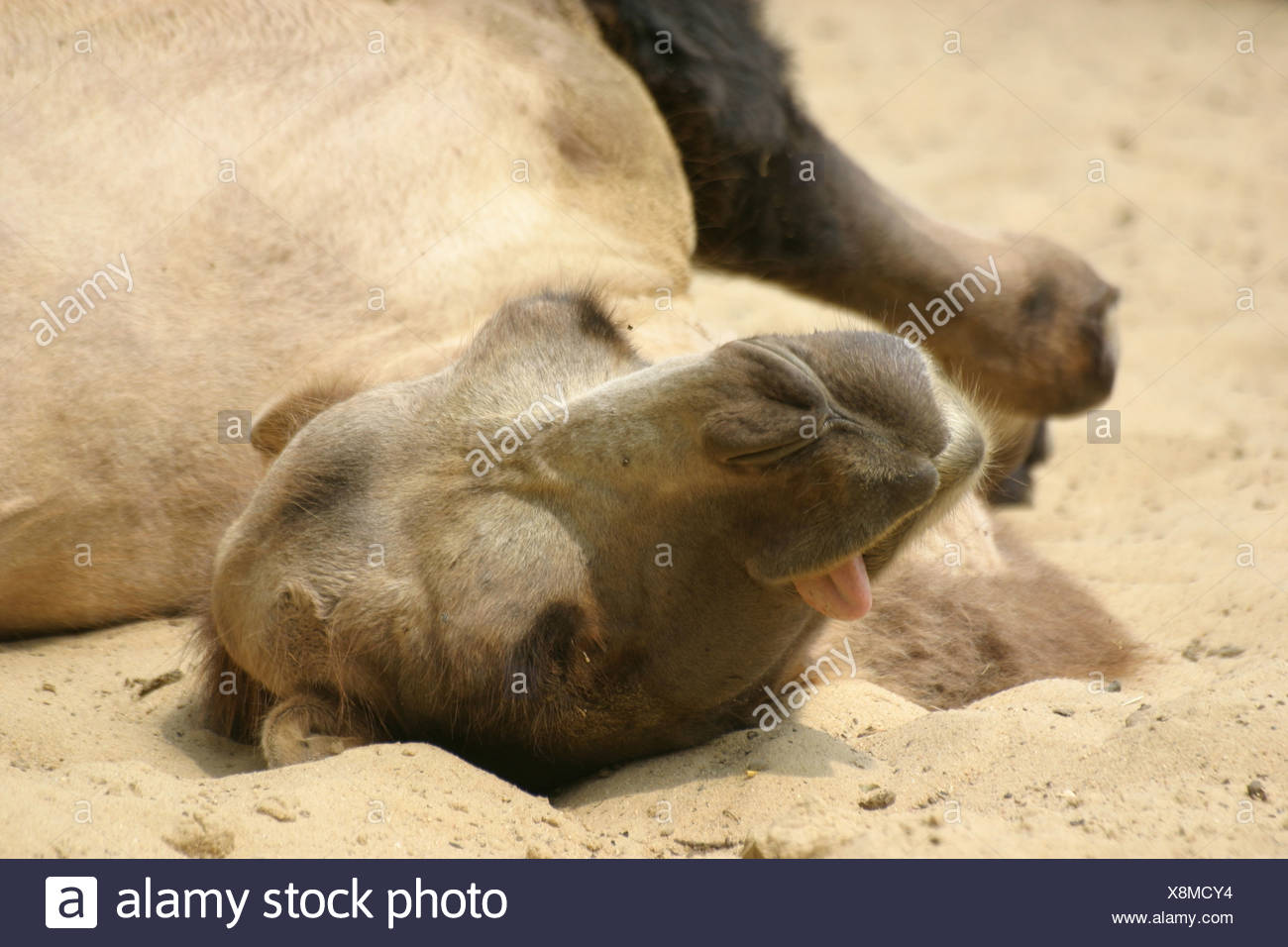 Camel Tongue High Resolution Stock Photography and Images - Alamy