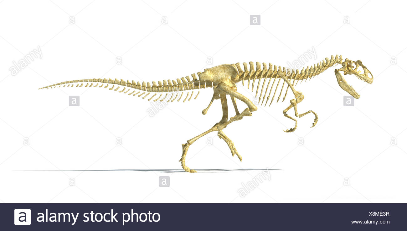 Allosaurus High Resolution Stock Photography and Images - Alamy