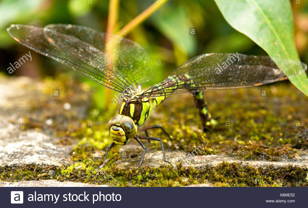 Eggs Of Dragonfly High Resolution Stock Photography and Images - Alamy