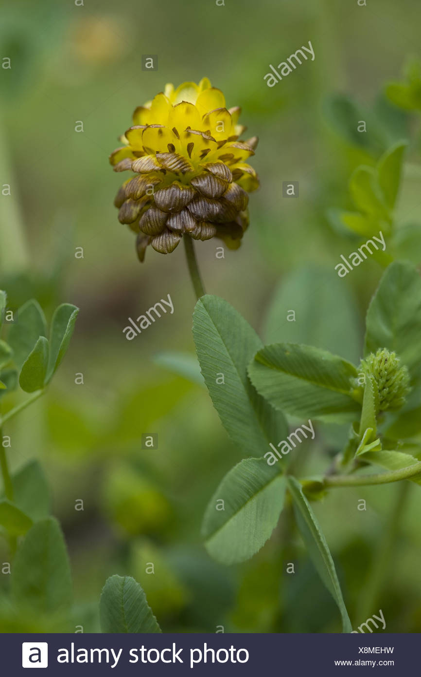 Brown Weeds High Resolution Stock Photography and Images - Alamy