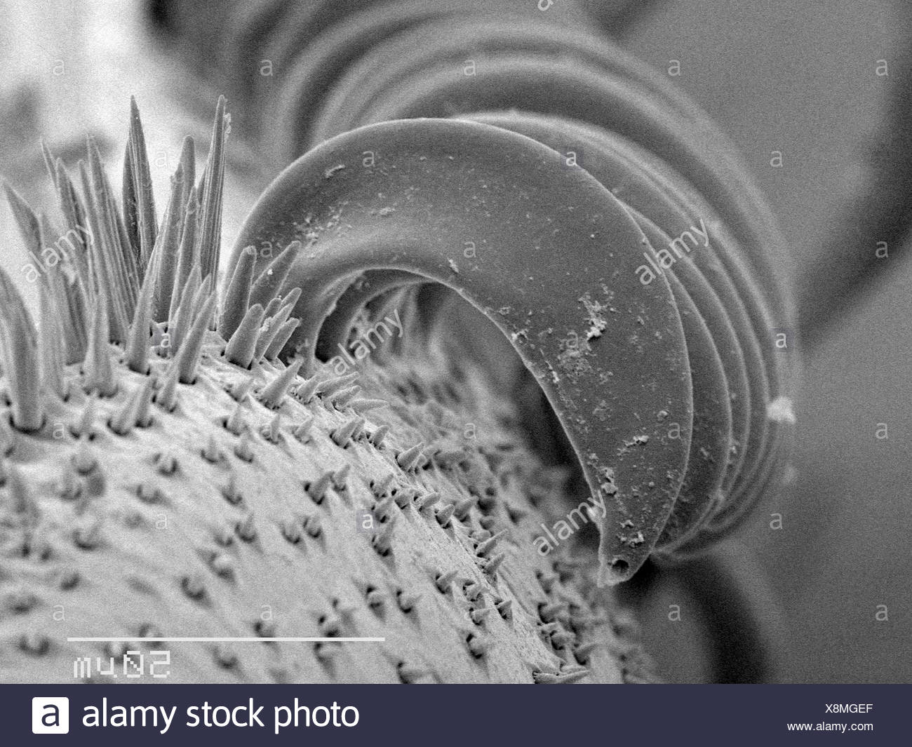 Honey Bee Black and White Stock Photos & Images - Alamy
