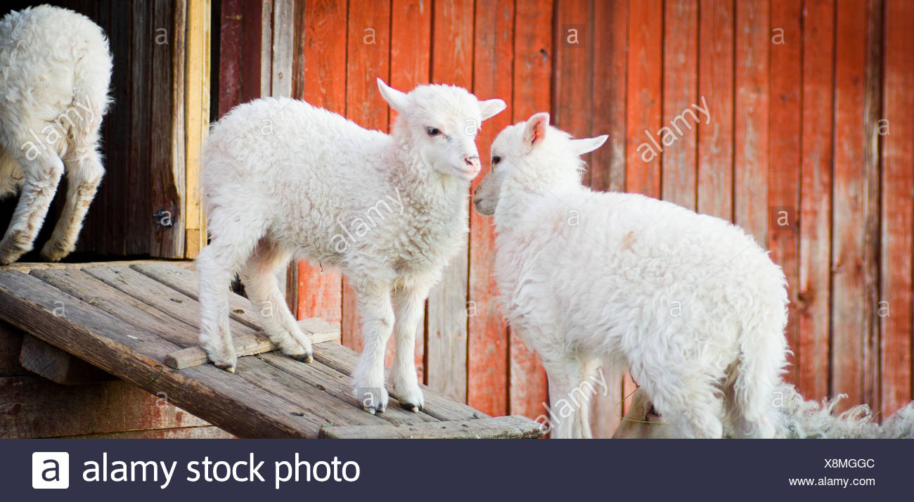 Two Lamb High Resolution Stock Photography and Images - Alamy