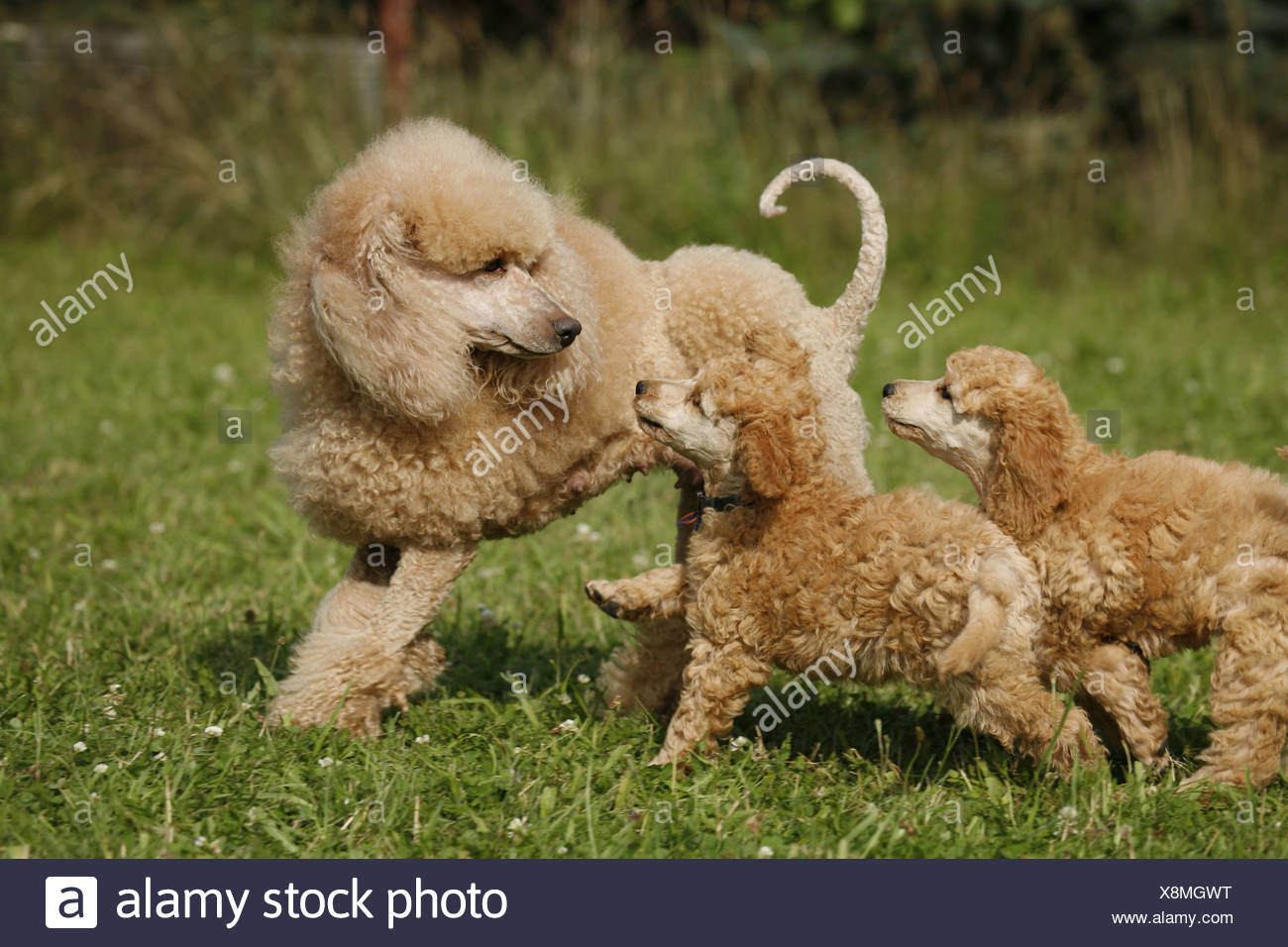 Welpen Spielen High Resolution Stock Photography and Images - Alamy