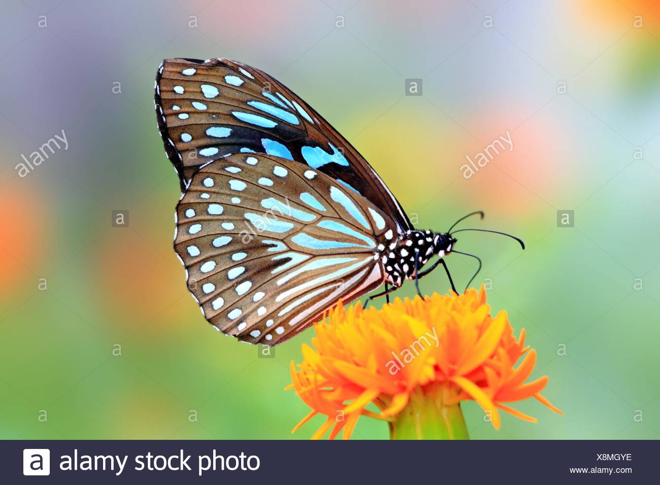Side View Butterfly Stock Photos & Side View Butterfly Stock Images - Alamy