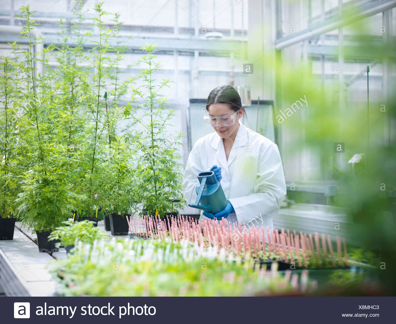 Plant Science Stock Photos & Plant Science Stock Images - Alamy