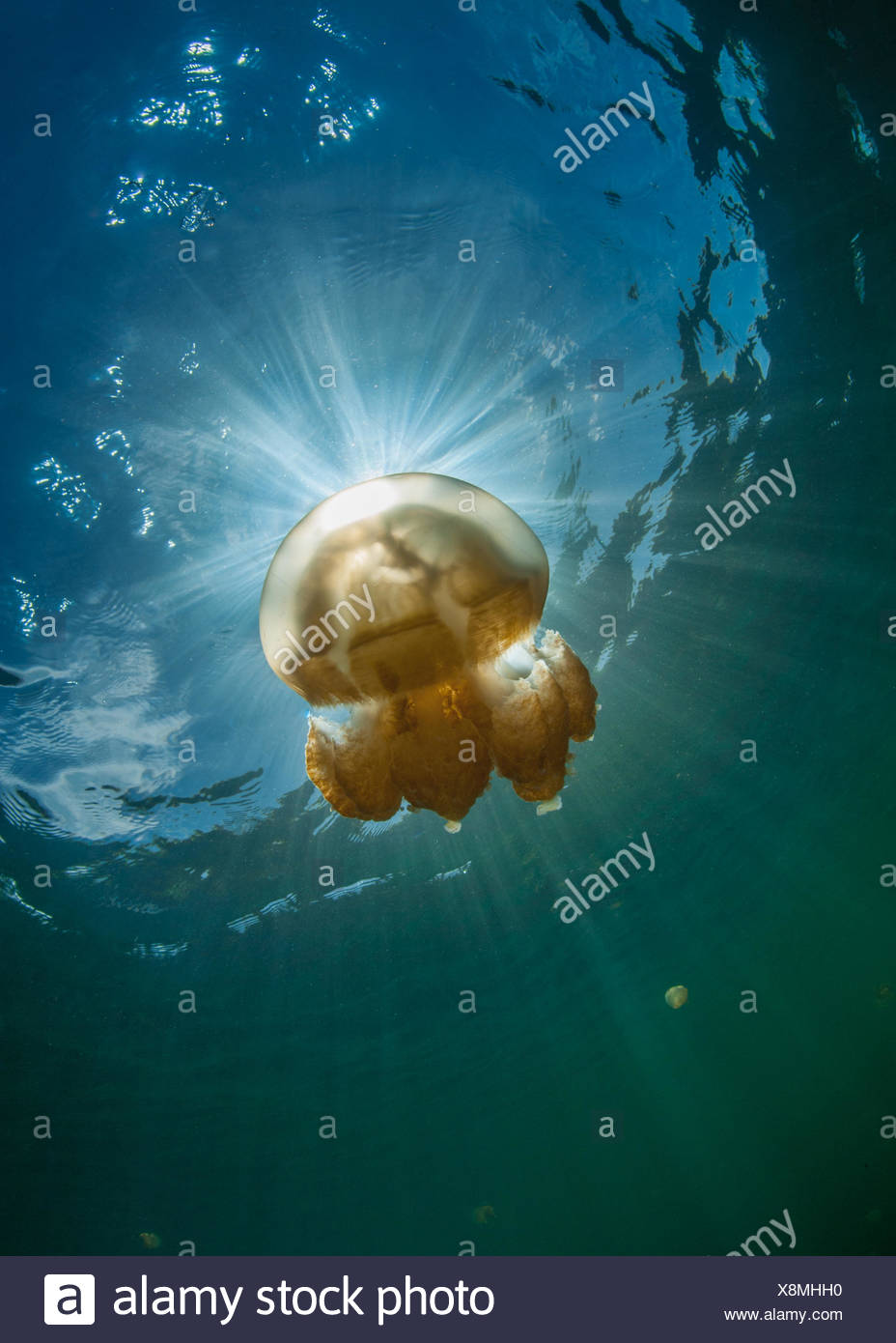 Palau Fish High Resolution Stock Photography and Images - Alamy