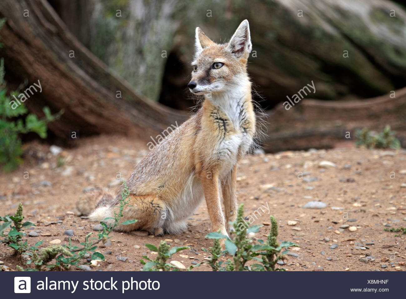 Corsac Fox High Resolution Stock Photography and Images - Alamy