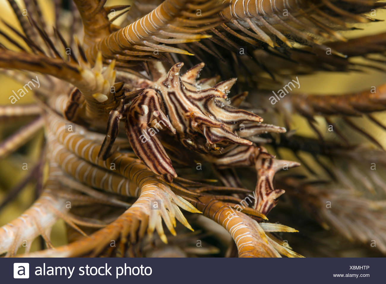 Underwater Crinoid Feather Star High Resolution Stock Photography and ...