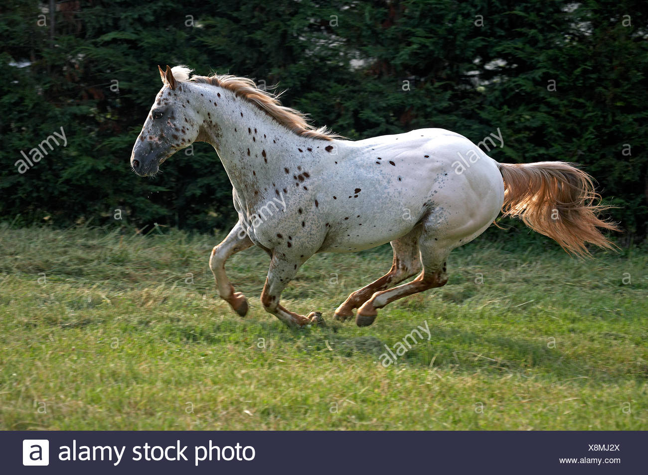 Appaloosas Horse Stock Photos & Appaloosas Horse Stock Images - Alamy