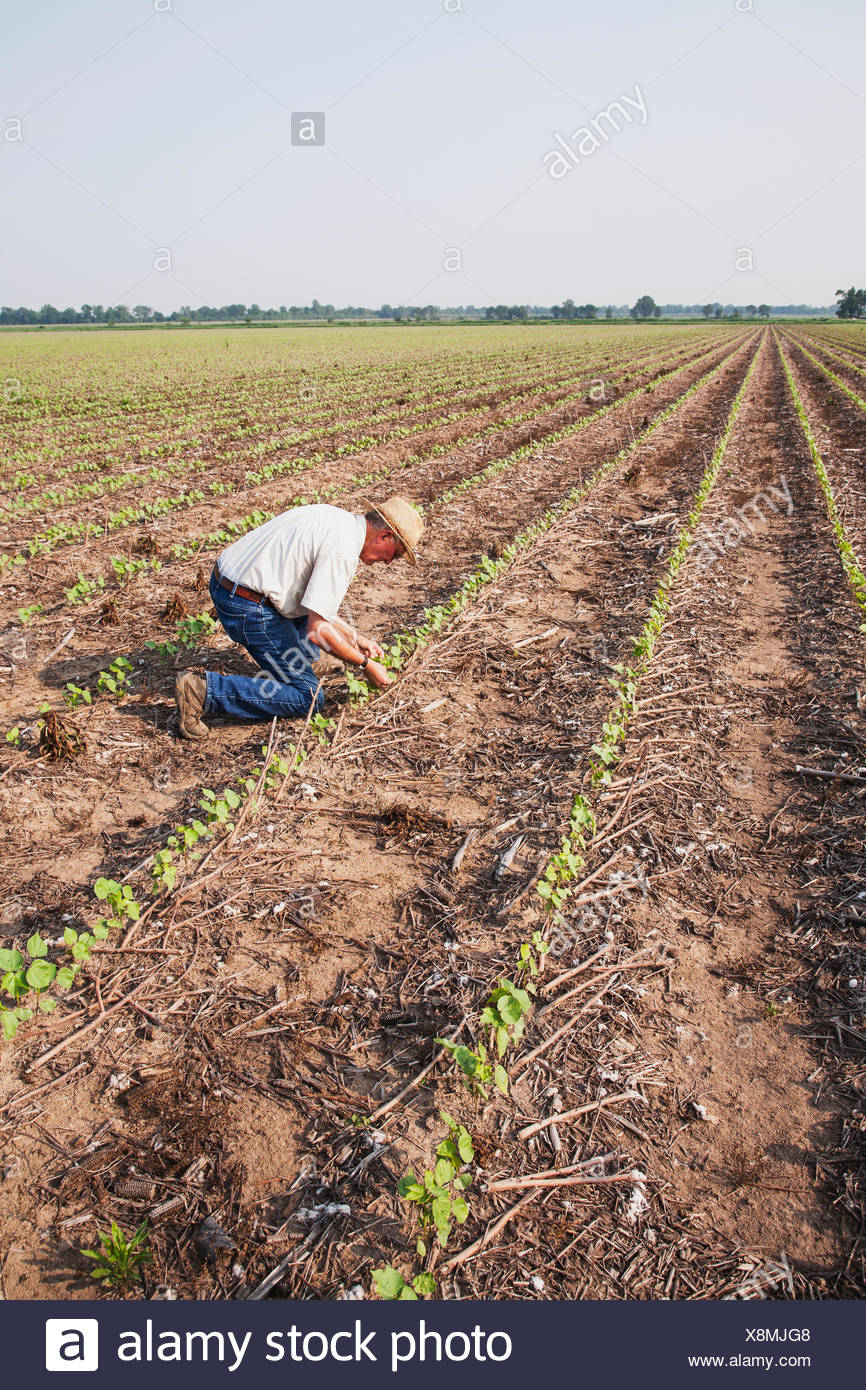 Roundup Crop High Resolution Stock Photography and Images - Alamy