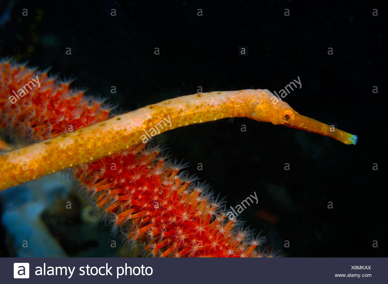 Stick Pipefish High Resolution Stock Photography and Images - Alamy