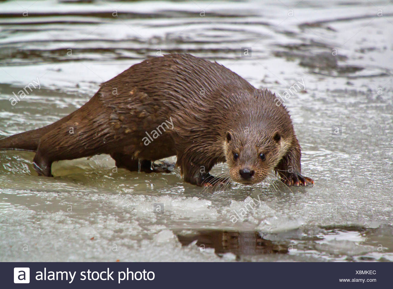 European Otter Lutra Lutra Walking High Resolution Stock Photography ...