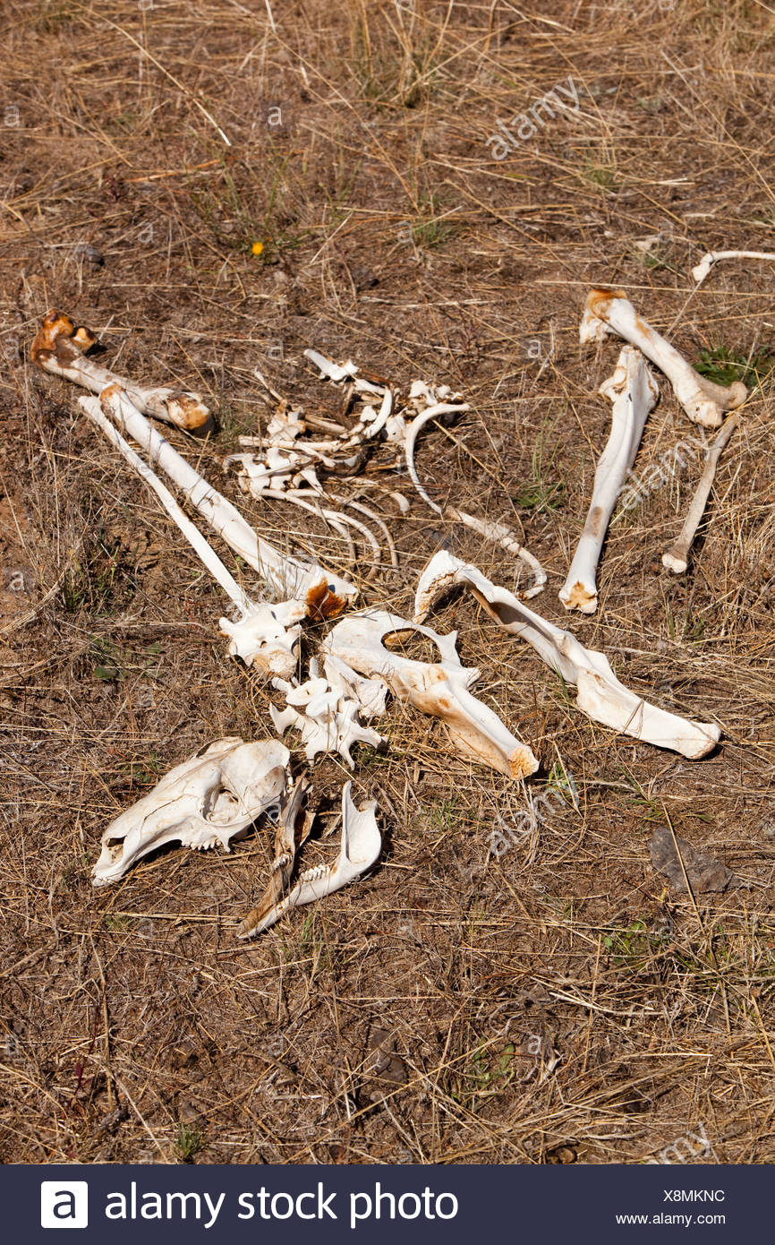 Dead Kangaroo Drought Australia High Resolution Stock Photography and ...