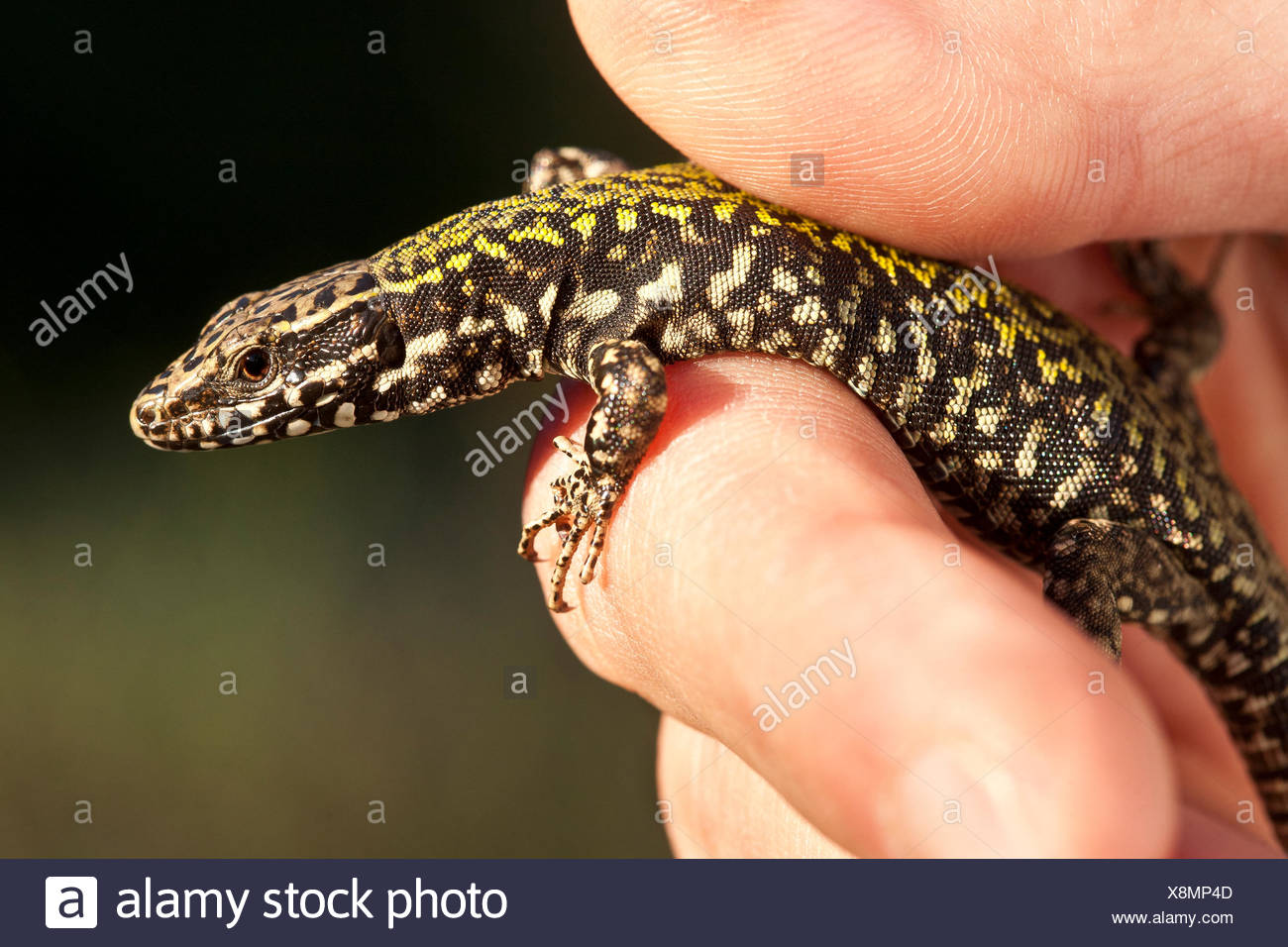 Lizards Of Bc High Resolution Stock Photography and Images - Alamy