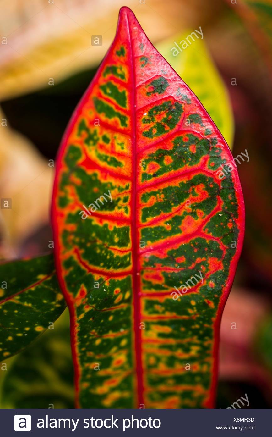 Leaf Of The Croton Plant High Resolution Stock Photography and Images ...
