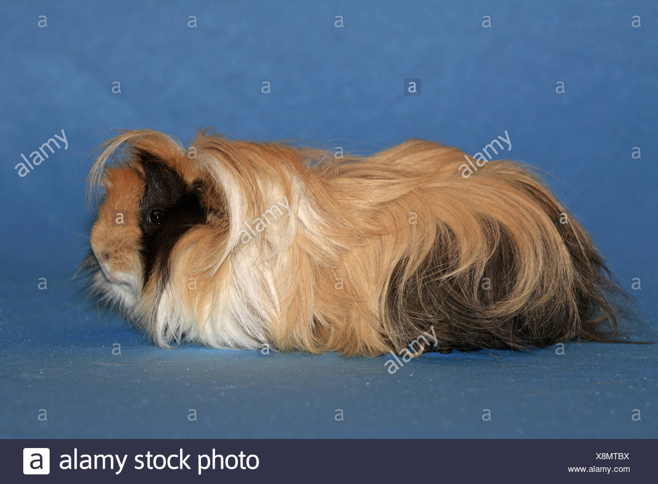 Angora Guinea Pig Stock Photos & Angora Guinea Pig Stock Images - Alamy