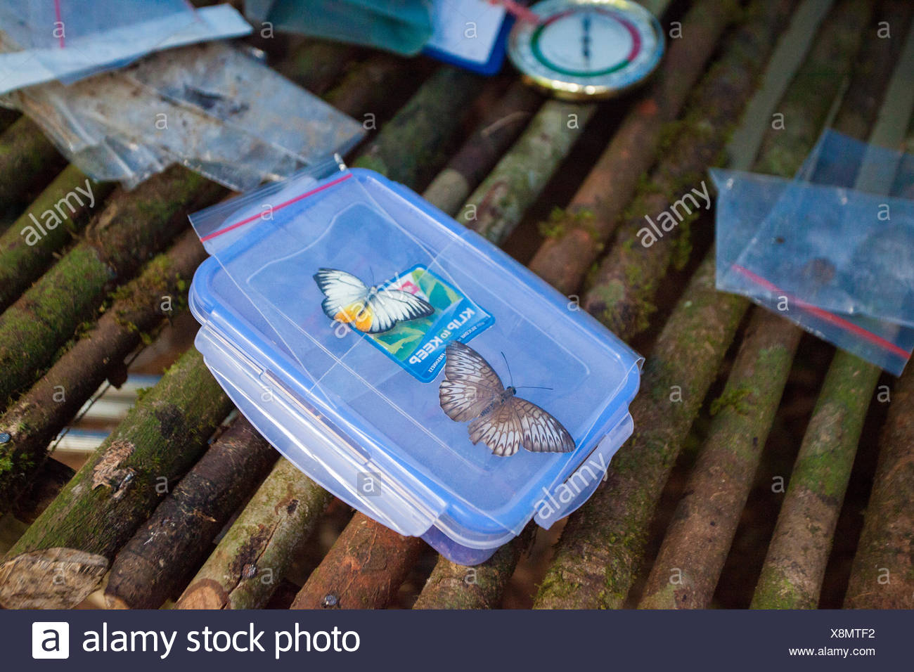 Butterfly Specimens High Resolution Stock Photography and Images - Alamy