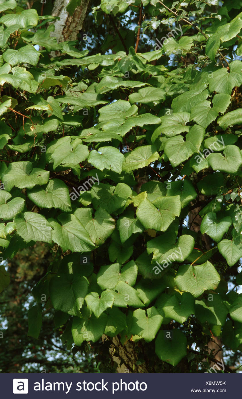 Crimson Glory Vine Vitis Coignetiae High Resolution Stock Photography ...