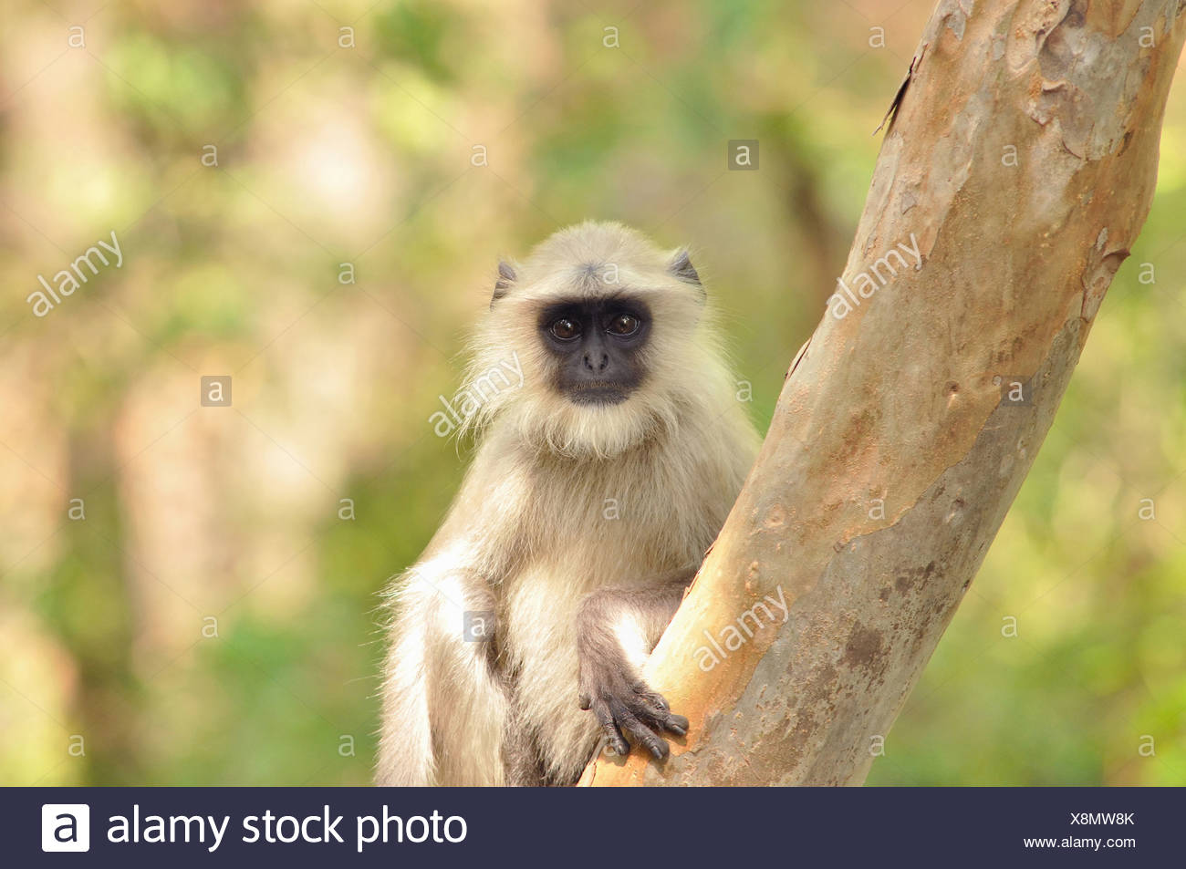 Golden Langur Stock Photos & Golden Langur Stock Images - Alamy