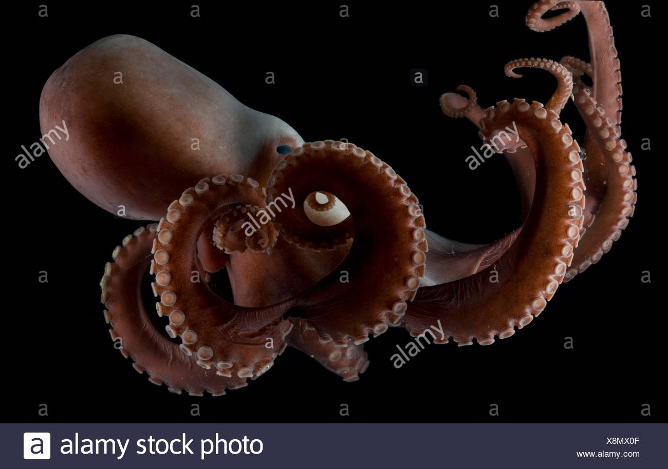 Mid Atlantic Ridge Underwater High Resolution Stock Photography and ...