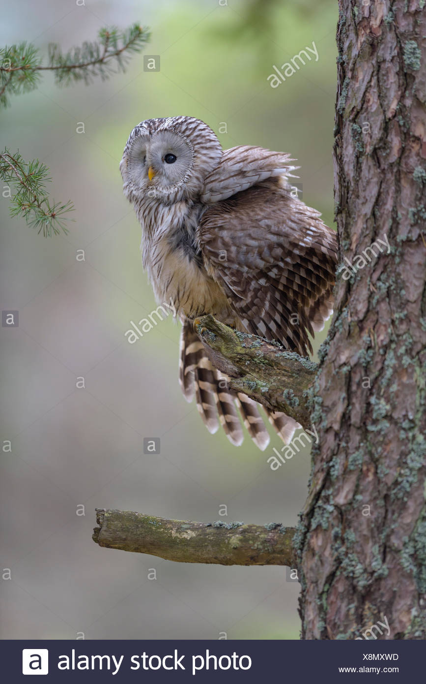 Ural Owl Strix Uralensis High Resolution Stock Photography and Images ...