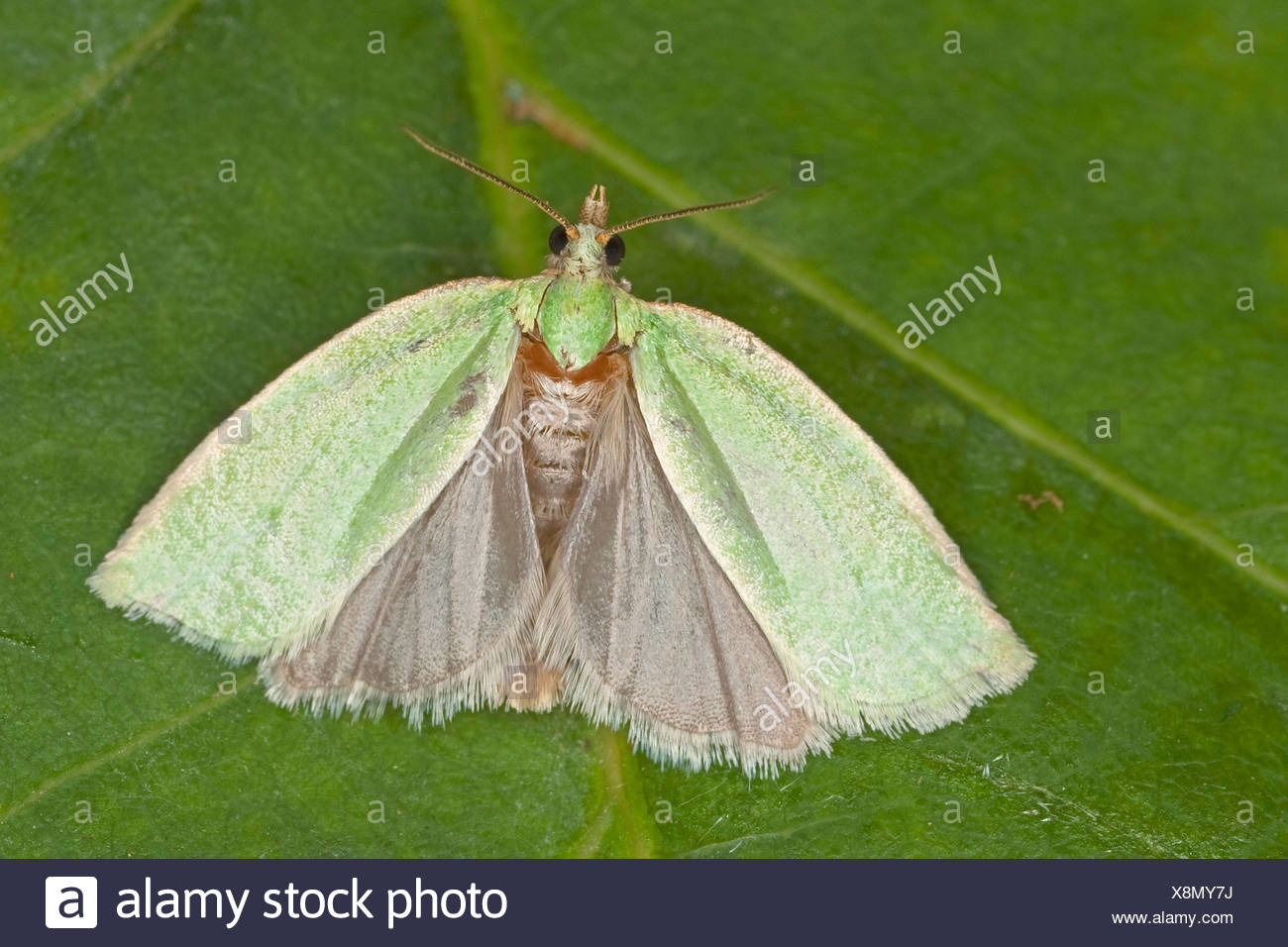 Green Oak Leafroller High Resolution Stock Photography and Images - Alamy