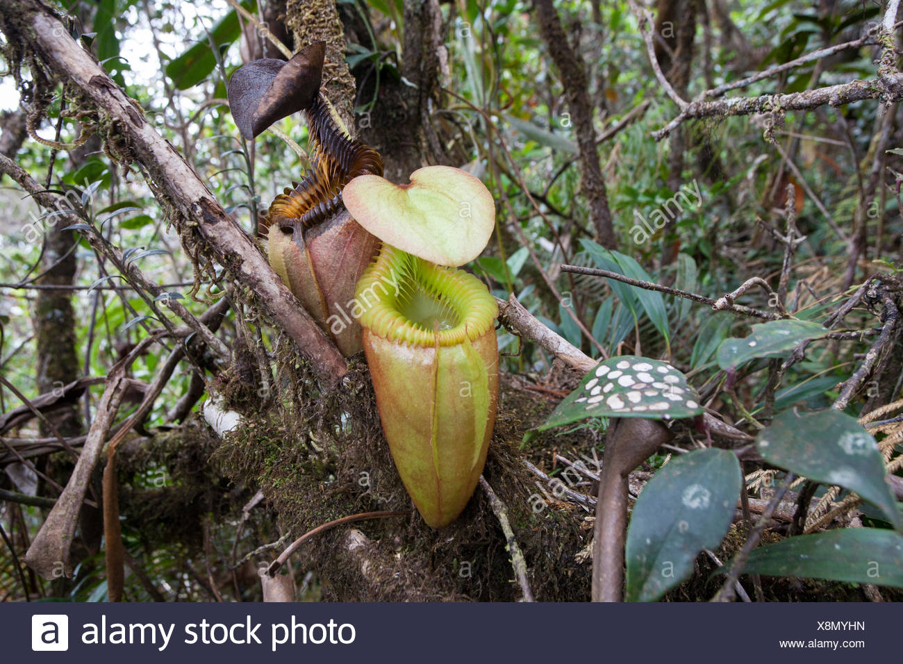 Endemic Plant Species Stock Photos & Endemic Plant Species Stock Images ...