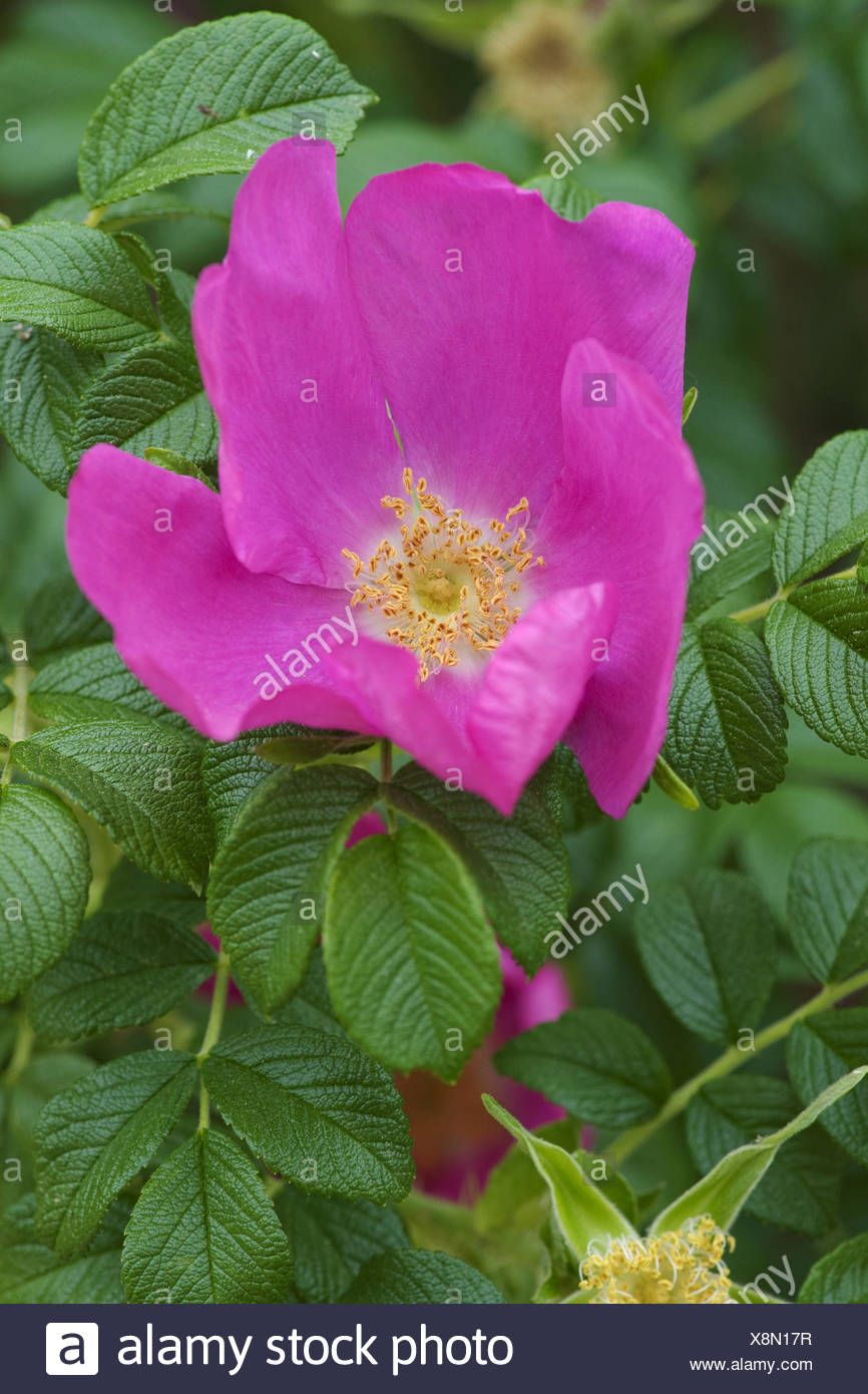 Rugosa Rose High Resolution Stock Photography and Images - Alamy