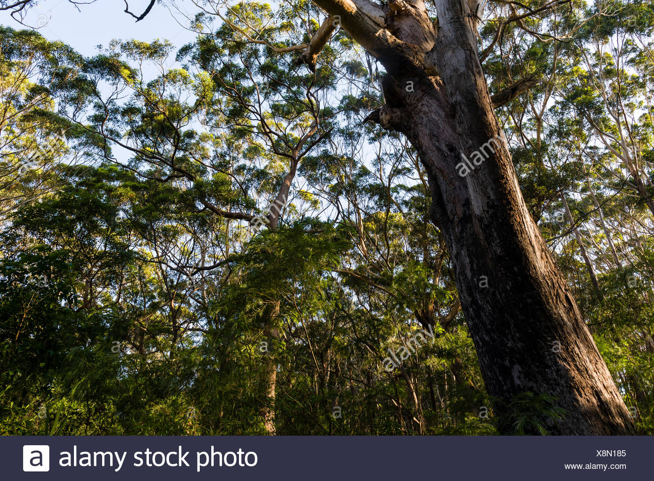 Blackbutt Tree High Resolution Stock Photography and Images - Alamy