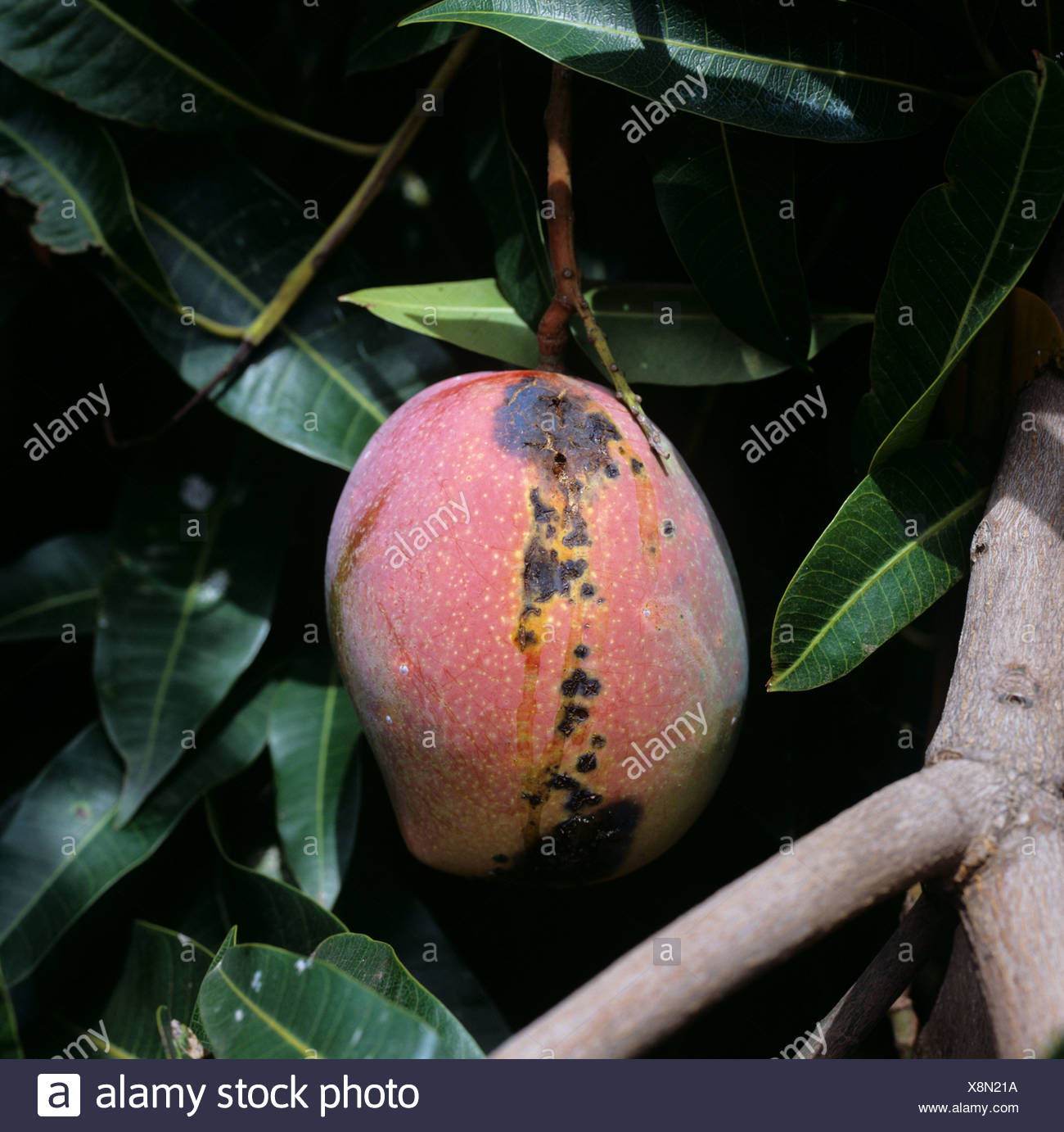 Fungus Anthracnose High Resolution Stock Photography and Images - Alamy