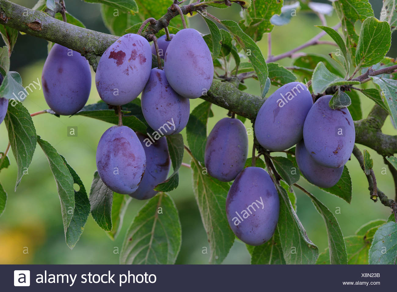 Mature Ripe High Resolution Stock Photography and Images - Alamy
