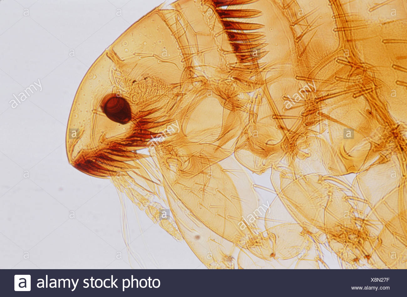 Sem Micrograph High Resolution Stock Photography and Images - Alamy