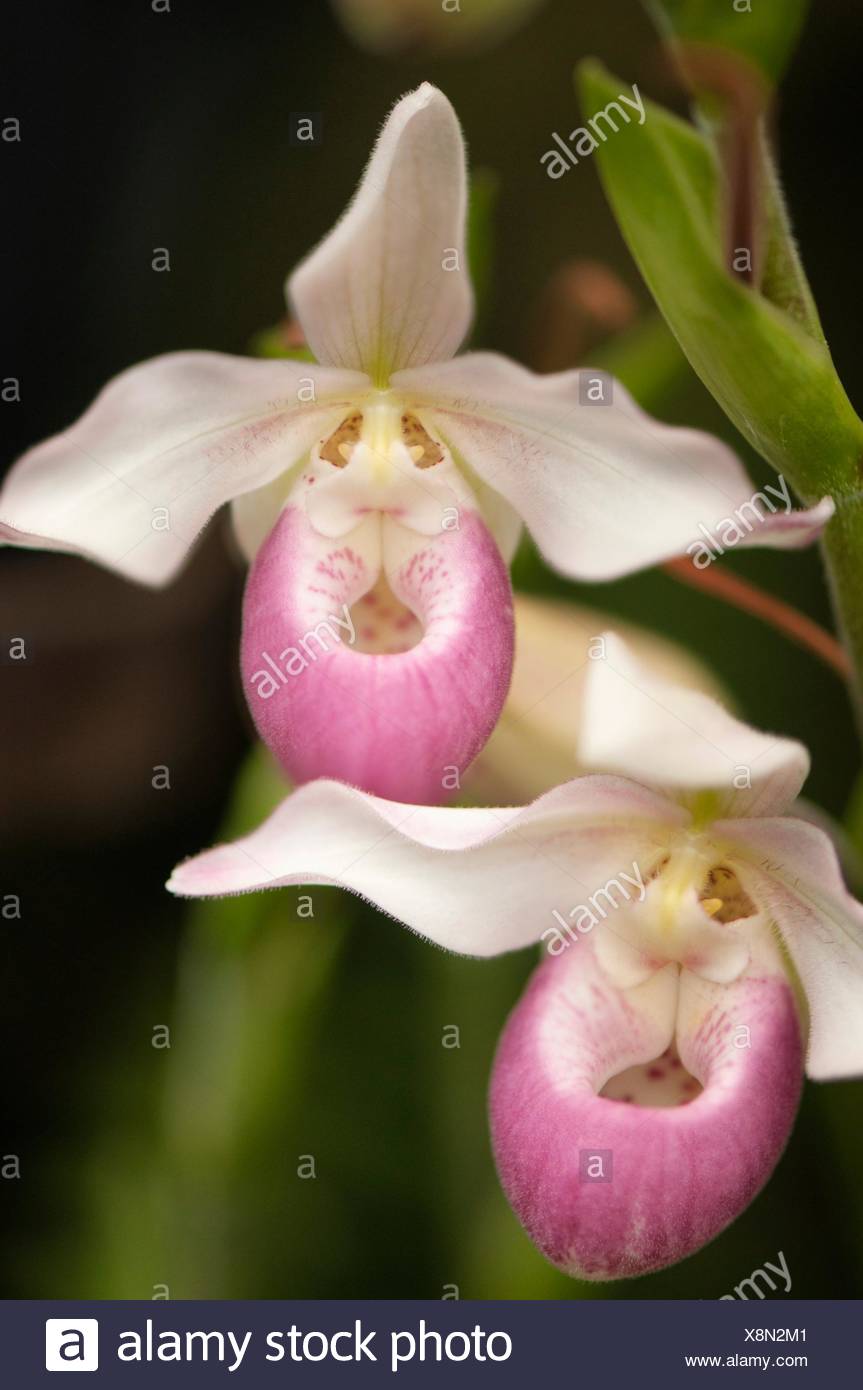 Orchid Phragmipedium High Resolution Stock Photography and Images - Alamy