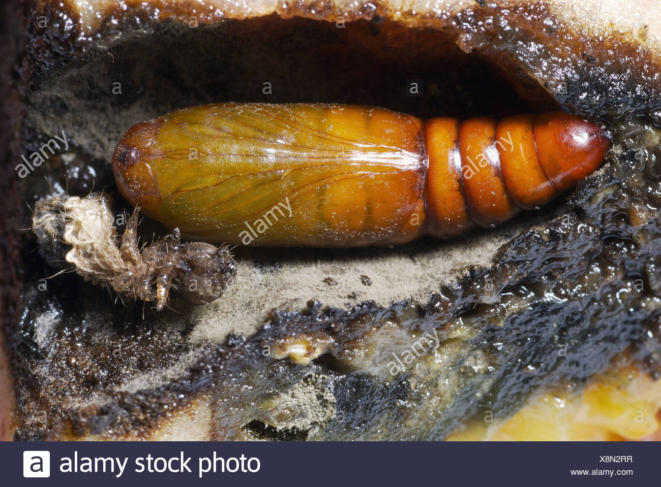 The Selfish Giant High Resolution Stock Photography and Images - Alamy