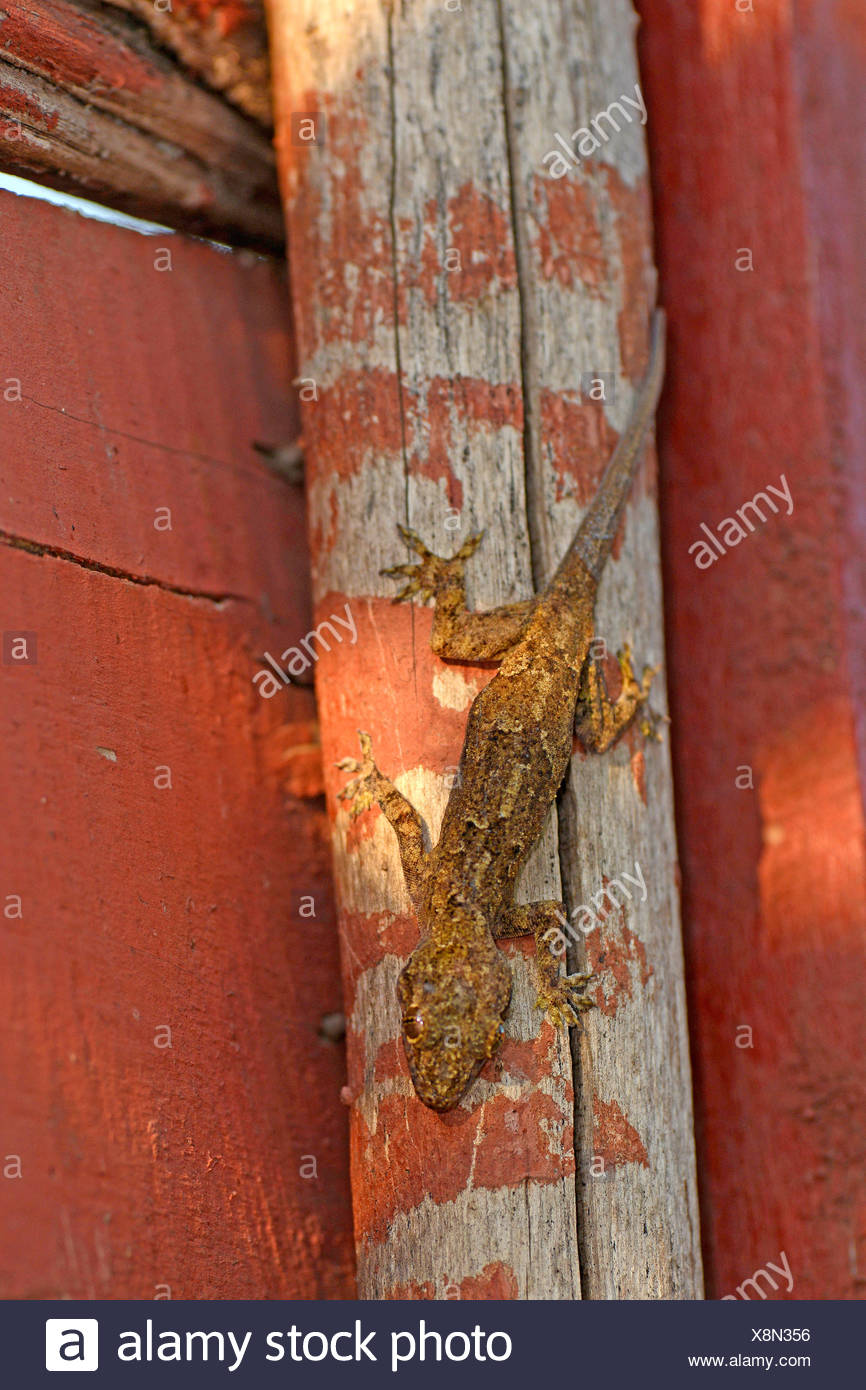 Flathead Leaf Toed Gecko High Resolution Stock Photography and Images ...