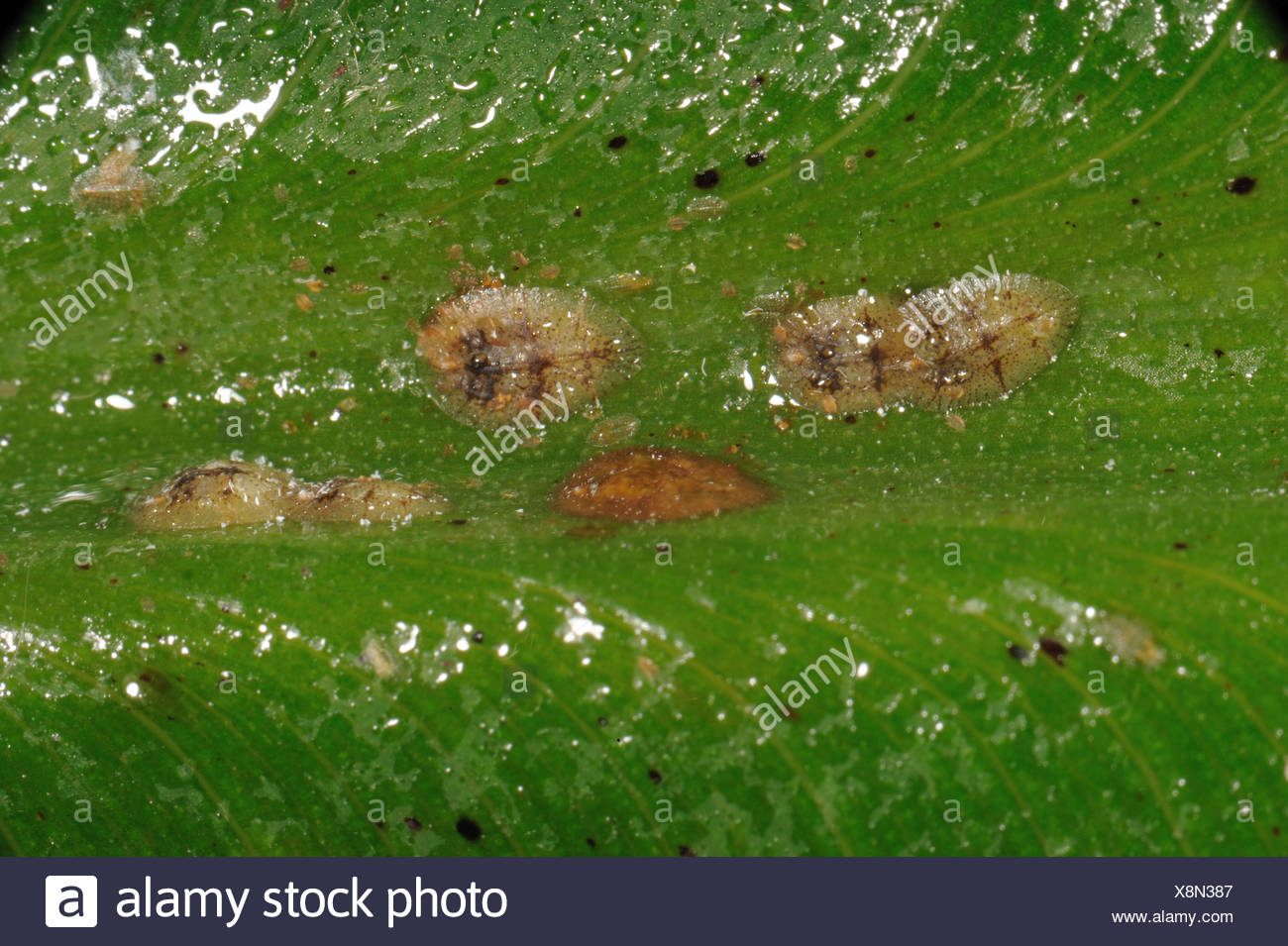Coccus Hesperidum High Resolution Stock Photography and Images - Alamy