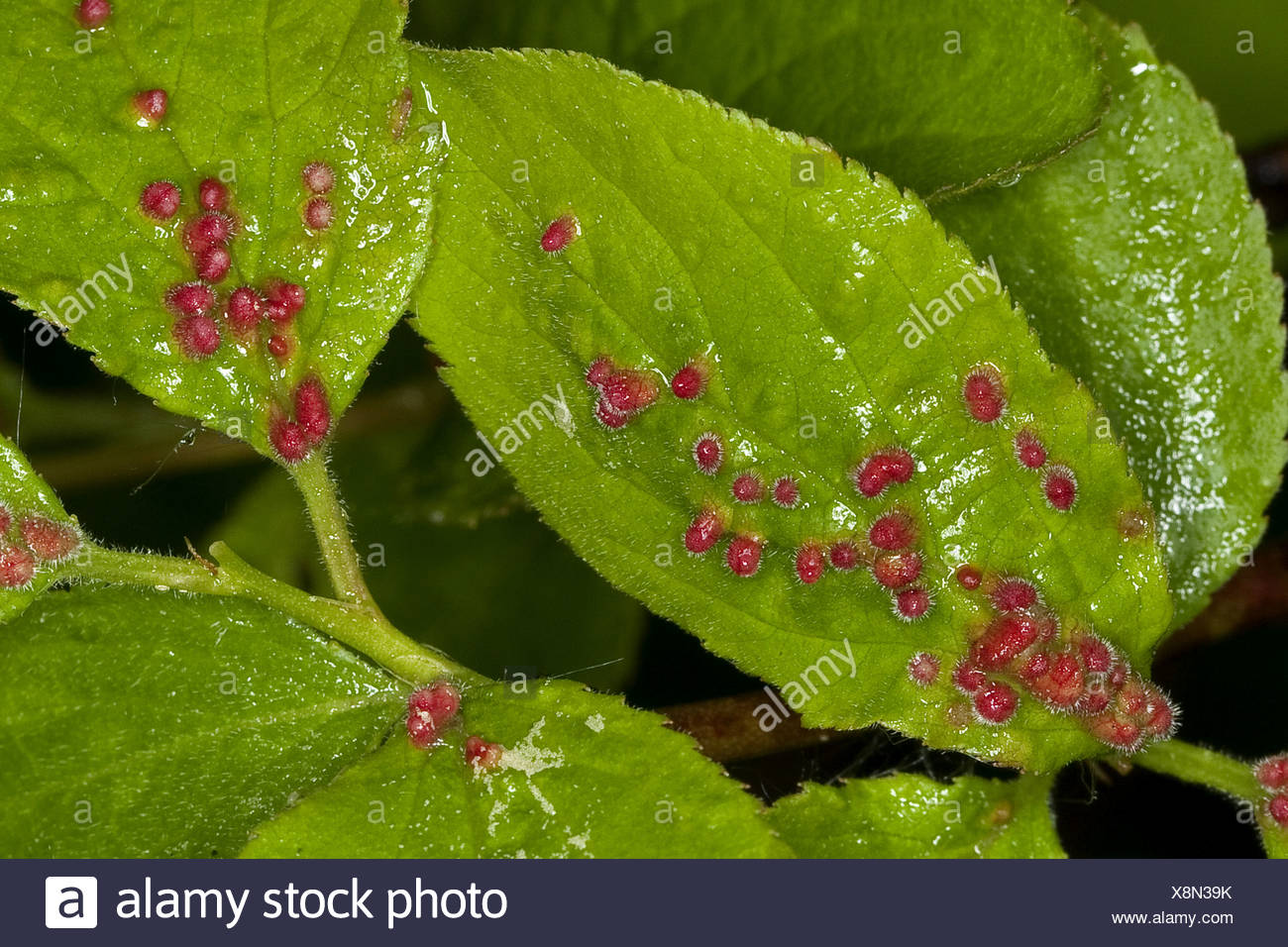Gall Mites High Resolution Stock Photography and Images - Alamy