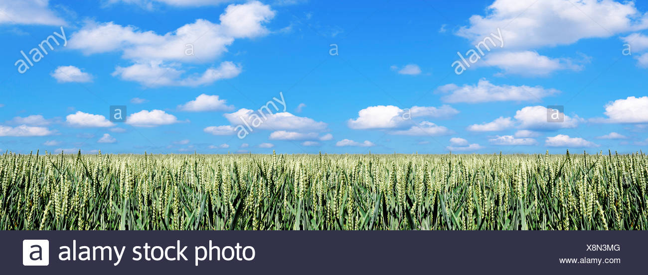 Kansas Wheat Stock Photos & Kansas Wheat Stock Images - Alamy