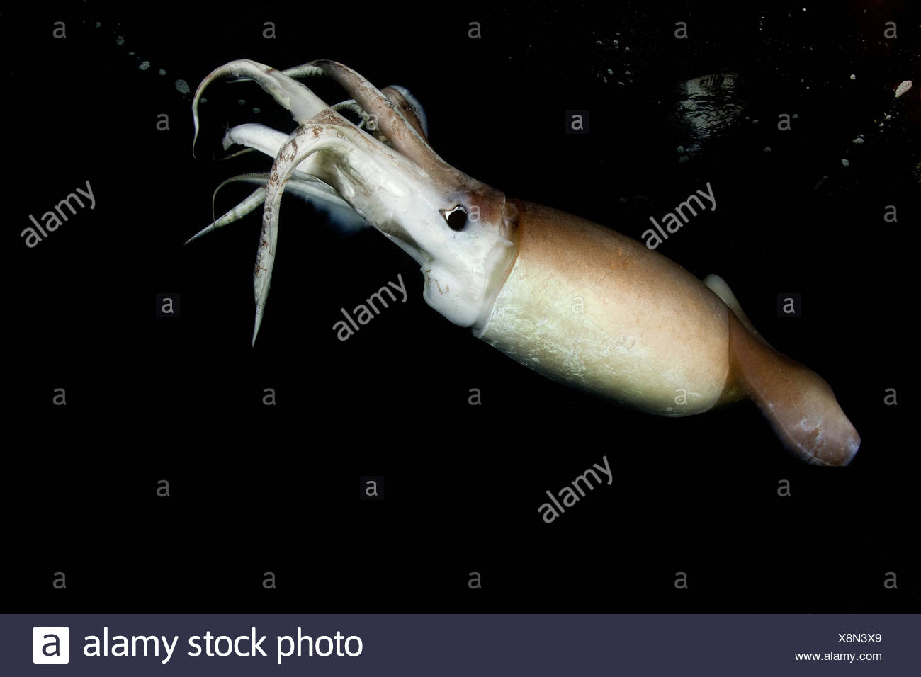 Nightfishing High Resolution Stock Photography and Images - Alamy