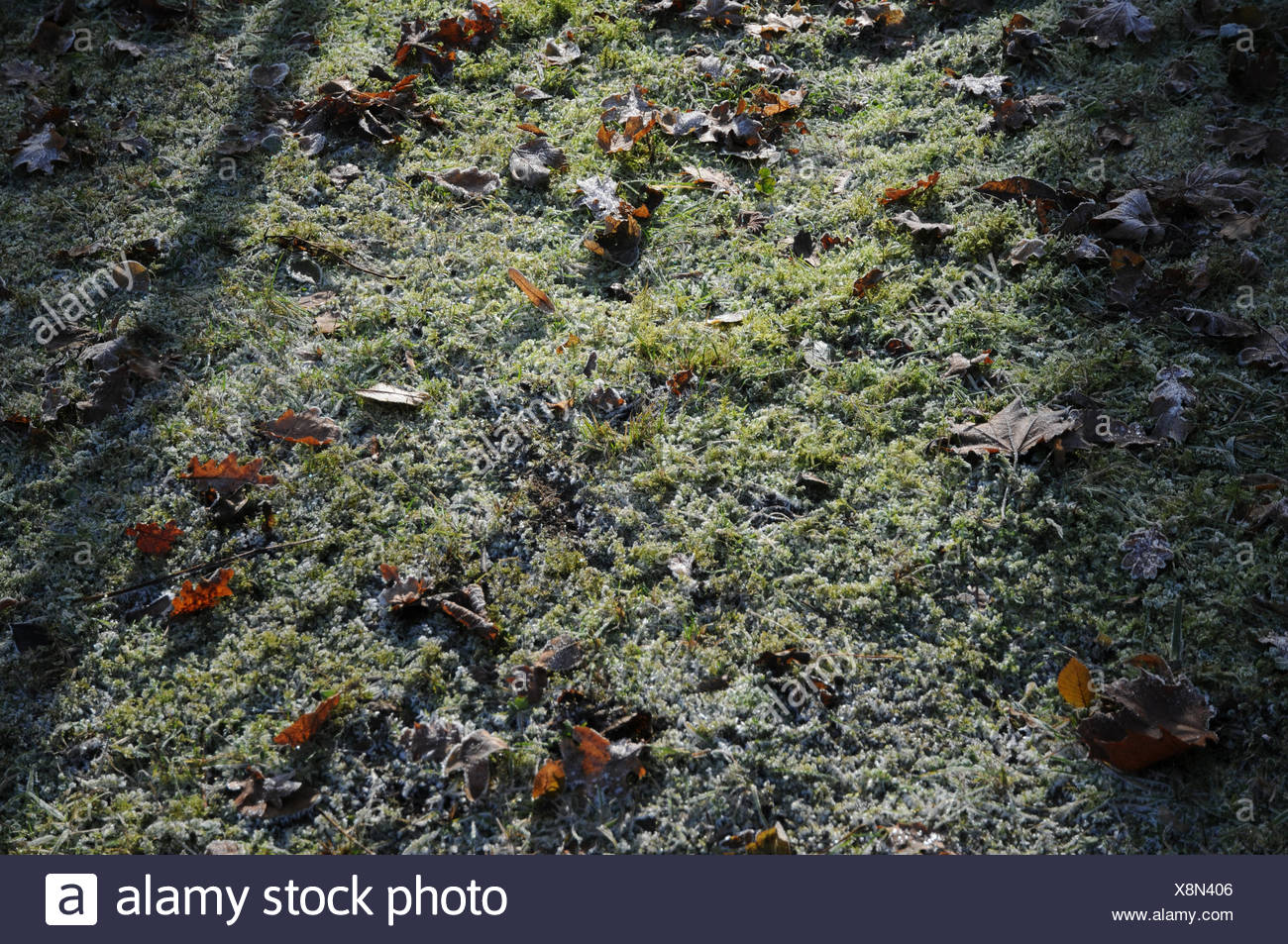 Tortula Muralis Tortula Muralis High Resolution Stock Photography and ...