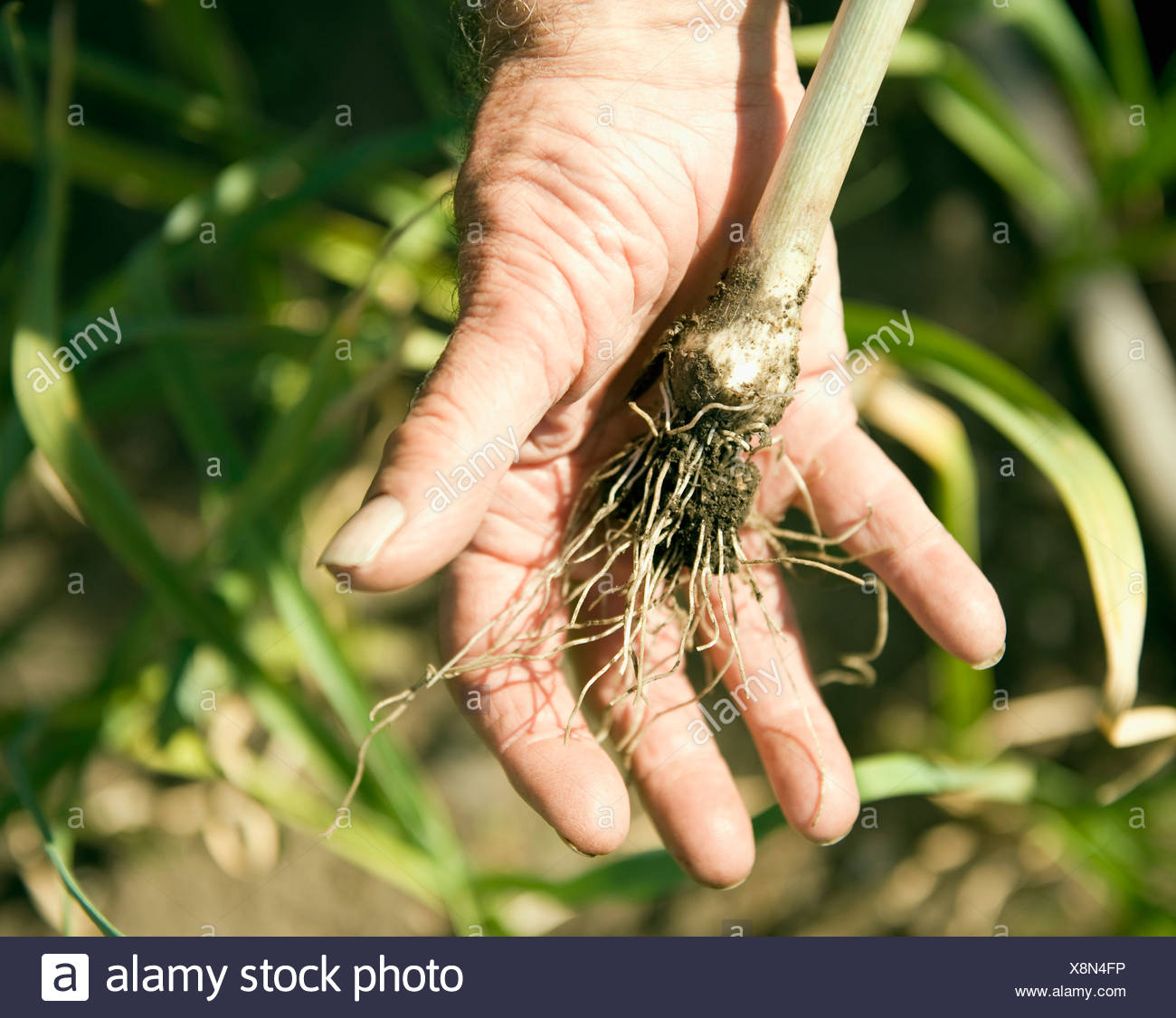 Hand Holding Plant Root High Resolution Stock Photography and Images ...