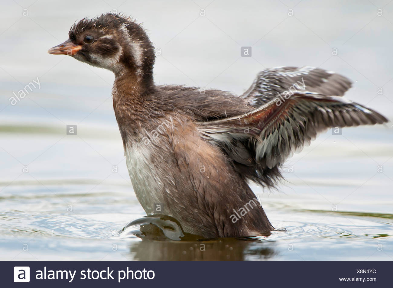 Grebe Feet Stock Photos & Grebe Feet Stock Images - Alamy