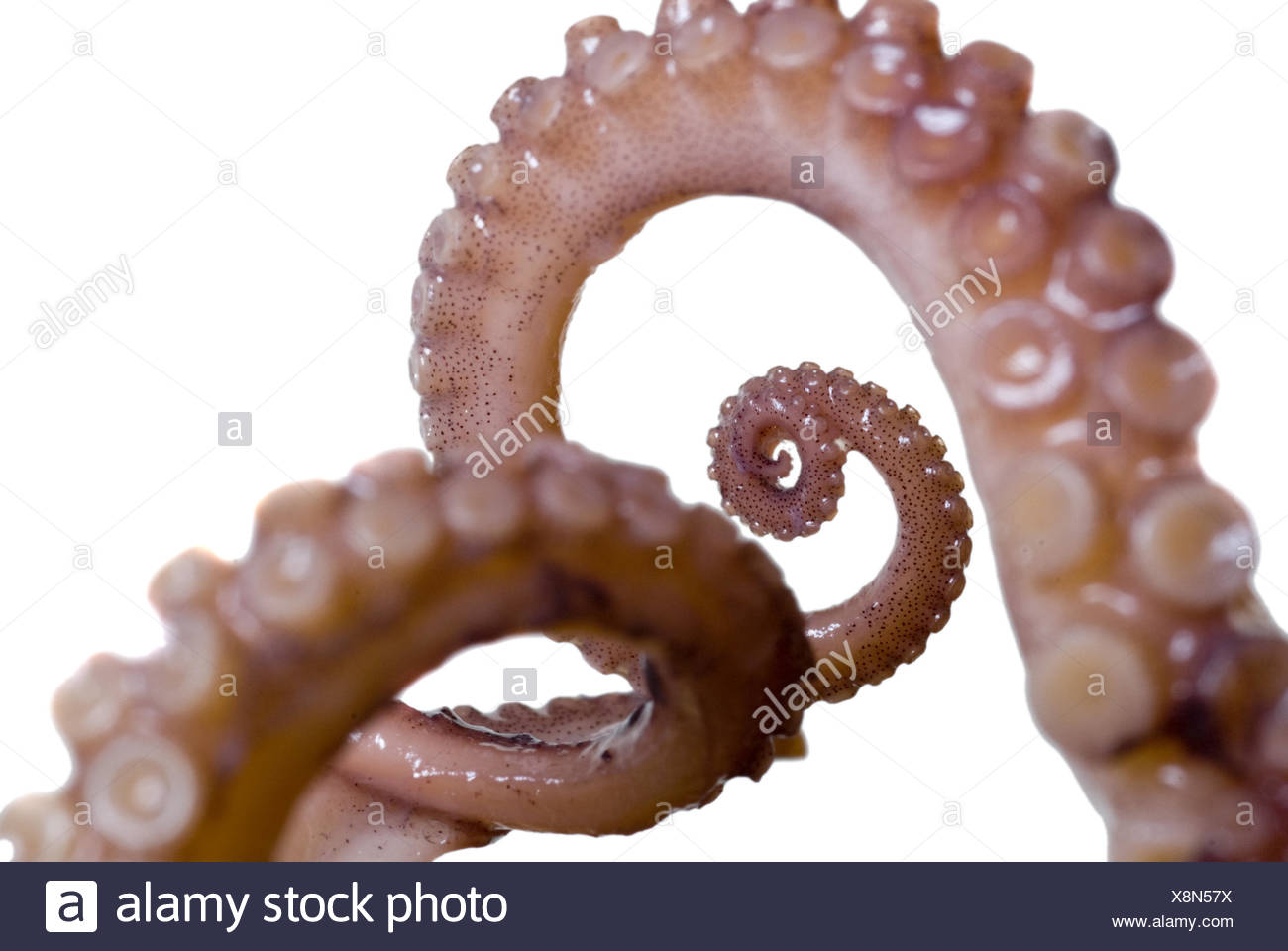 Squid Eating Stock Photos & Squid Eating Stock Images - Alamy