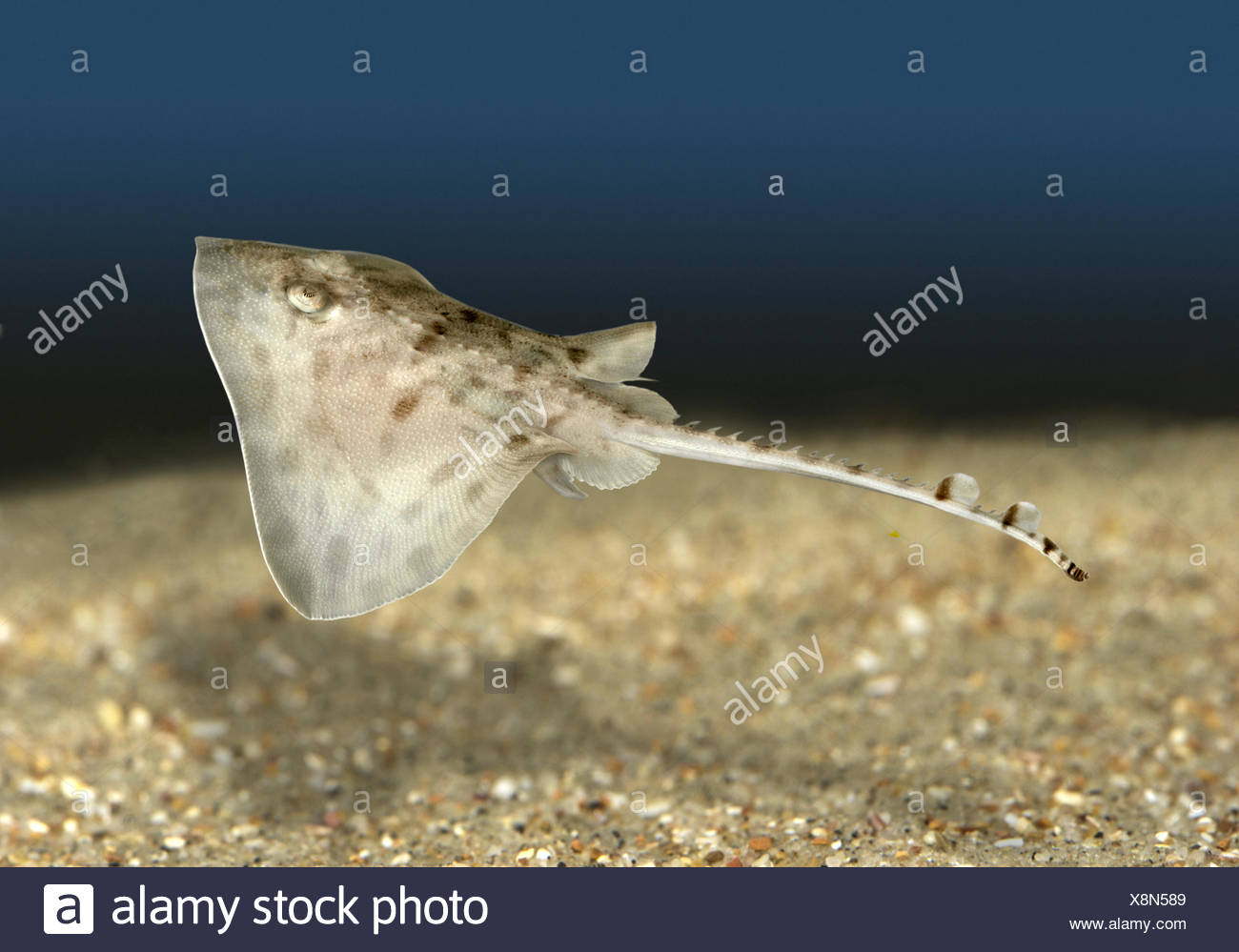 Rays Fish High Resolution Stock Photography and Images - Alamy