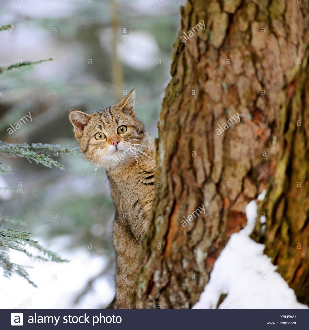 European Wildcat Standing High Resolution Stock Photography and Images ...